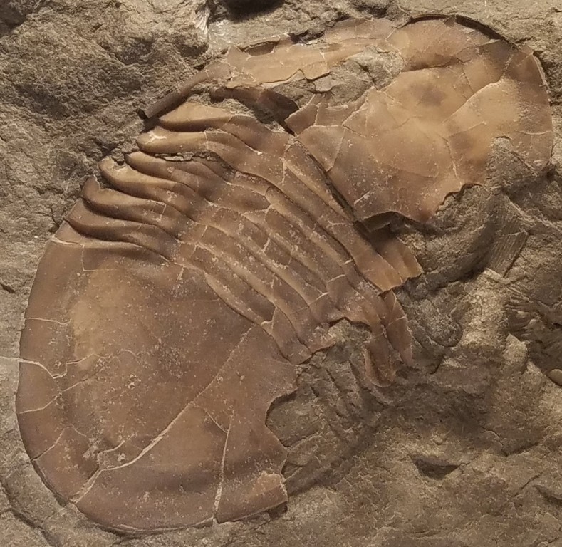Ordovician_Trilobites_9